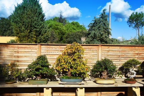 Escuela de bonsái - Estudio Bonsái David Benavente