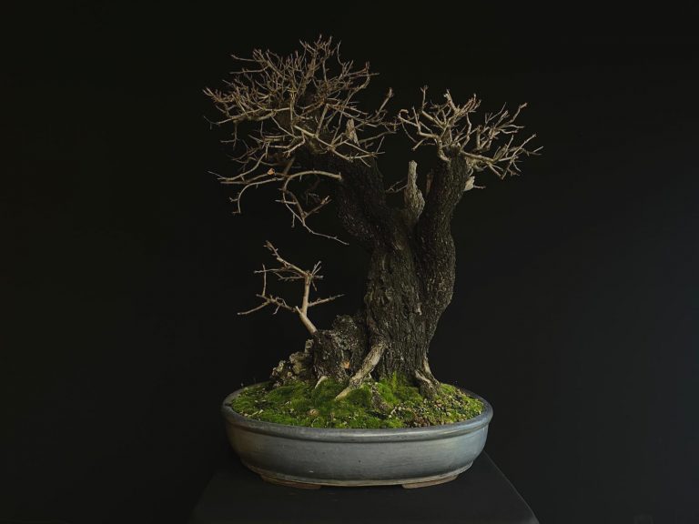 PRUNUS MAHALEB - Estudio Bonsái David Benavente