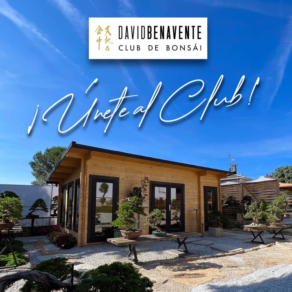 CLUB DAVID BENAVENTE - Estudio Bonsái David Benavente