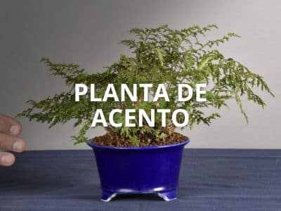 Plantas de acento archivos - Estudio Bonsái David Benavente