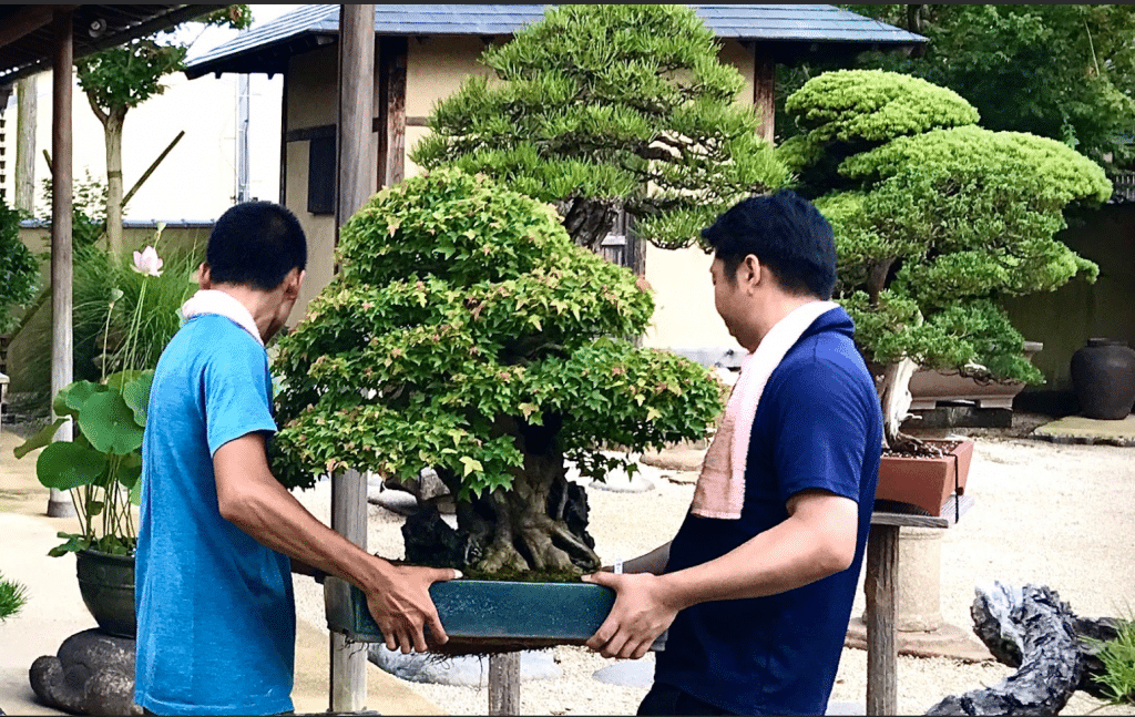Experiencia Método Japonés (1 semana) - Estudio Bonsái David Benavente