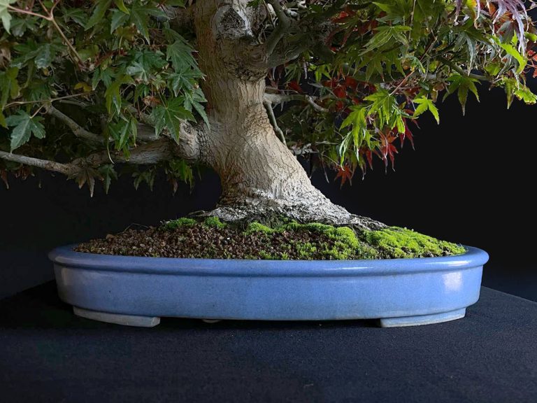 Acer palmatum - Estudio Bonsái David Benavente