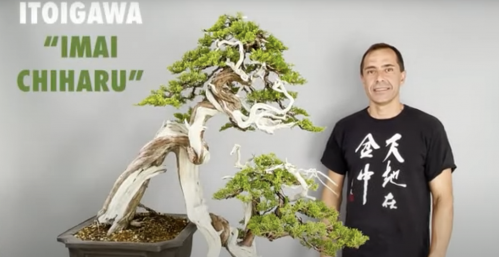 Itoigawa Imai Chiharu - Estudio Bonsái David Benavente