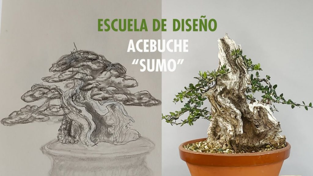 Wild olive kifu sumo - Estudio Bonsái David Benavente