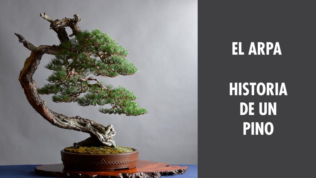 The Harp. History of a pine tree. - Estudio Bonsái David Benavente