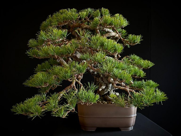 Pinus sylvestris - Estudio Bonsái David Benavente