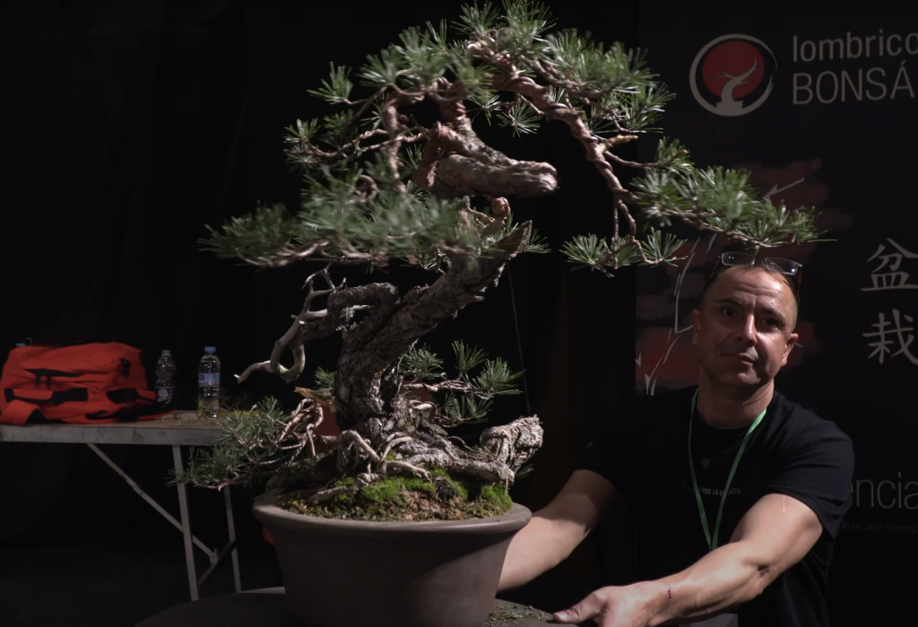 David's bonsai blog - Estudio Bonsái David Benavente