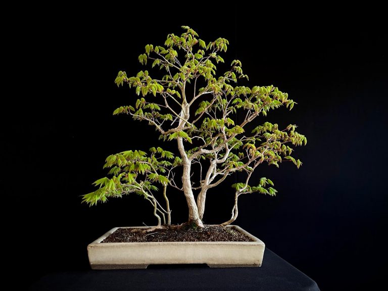 ACER PALMATUM - Estudio Bonsái David Benavente
